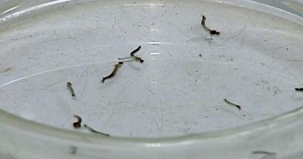 Larva do mosquito da dengue é encontrada em Joaçaba – Rádio Líder